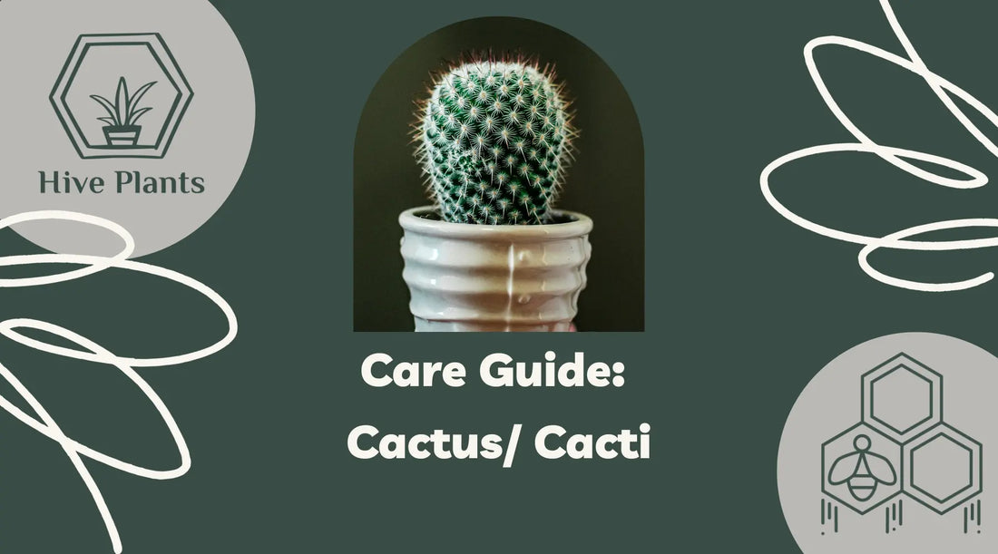 Cacti Care Guide - The White Oak Collection - Hive Plants