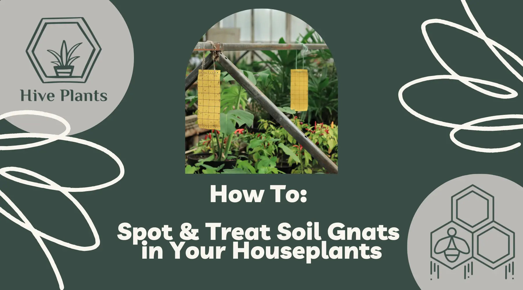 How To Spot and Treat Soil Gnats in Your Houseplants - The White Oak ...