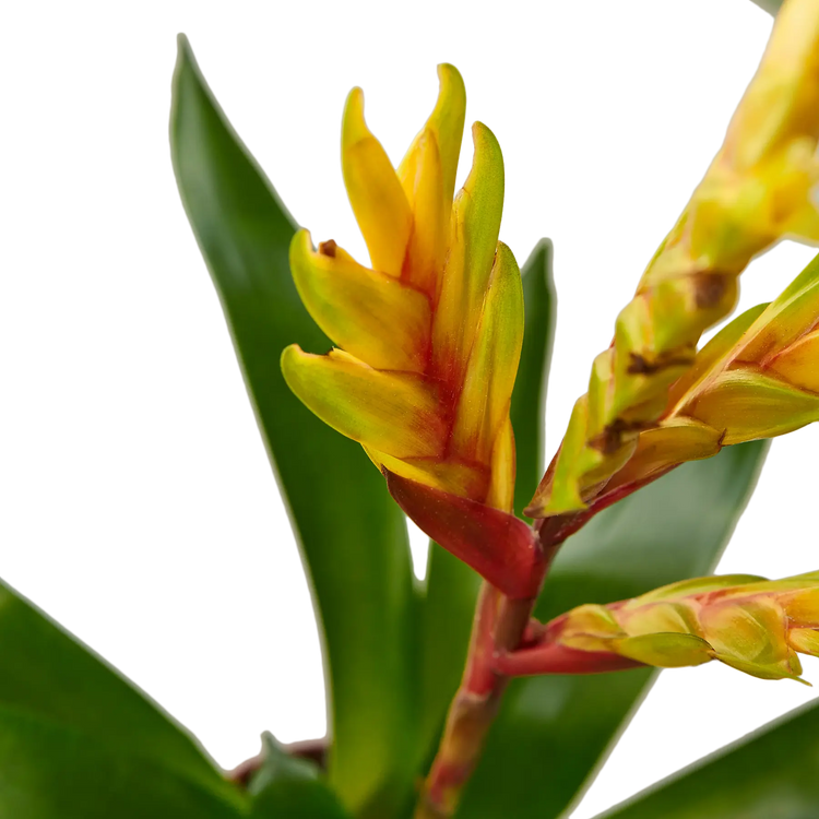 Hive Plants – The White Oak Collection